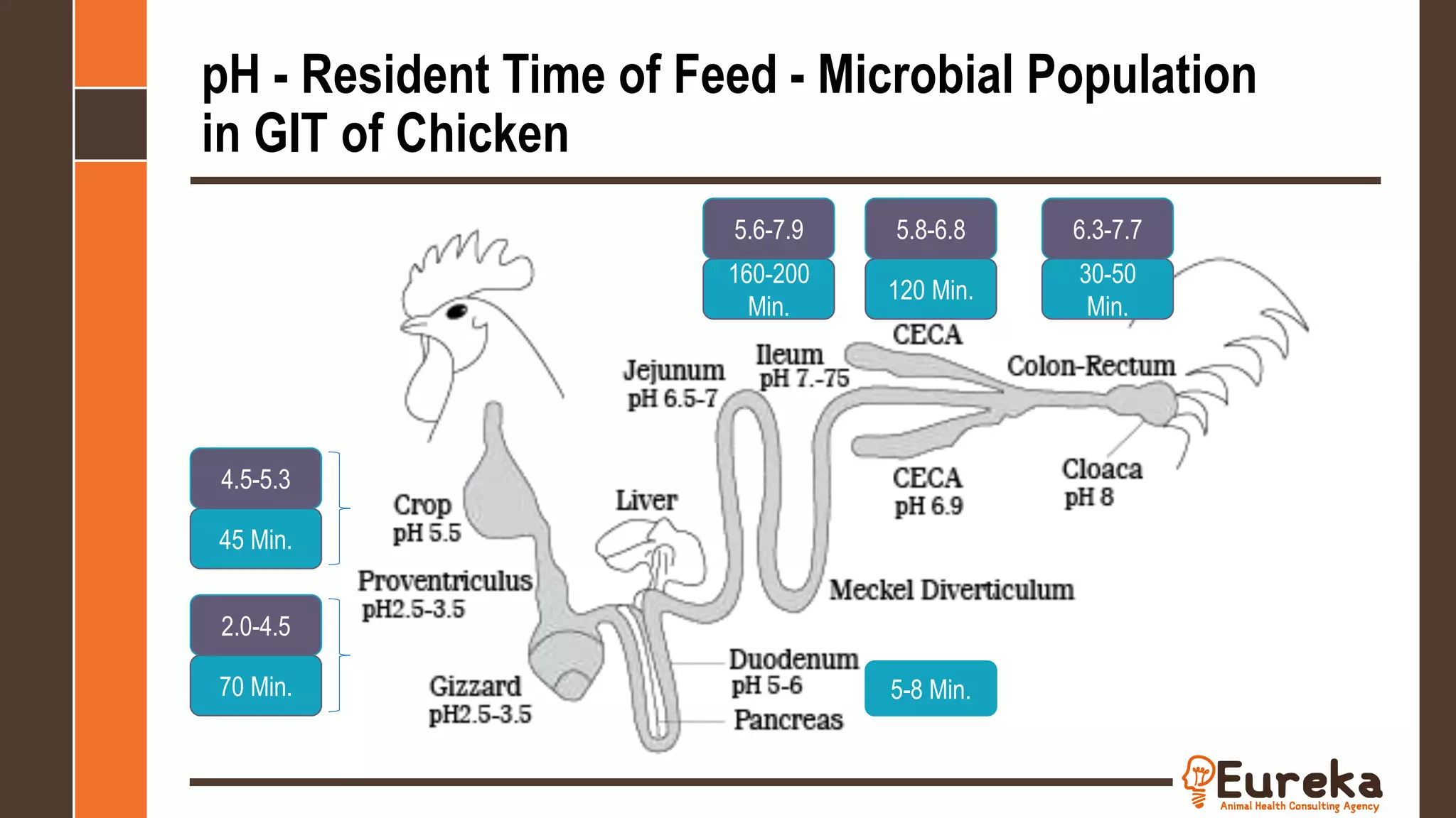 Application of Organic Acid in Poultry | PPTX