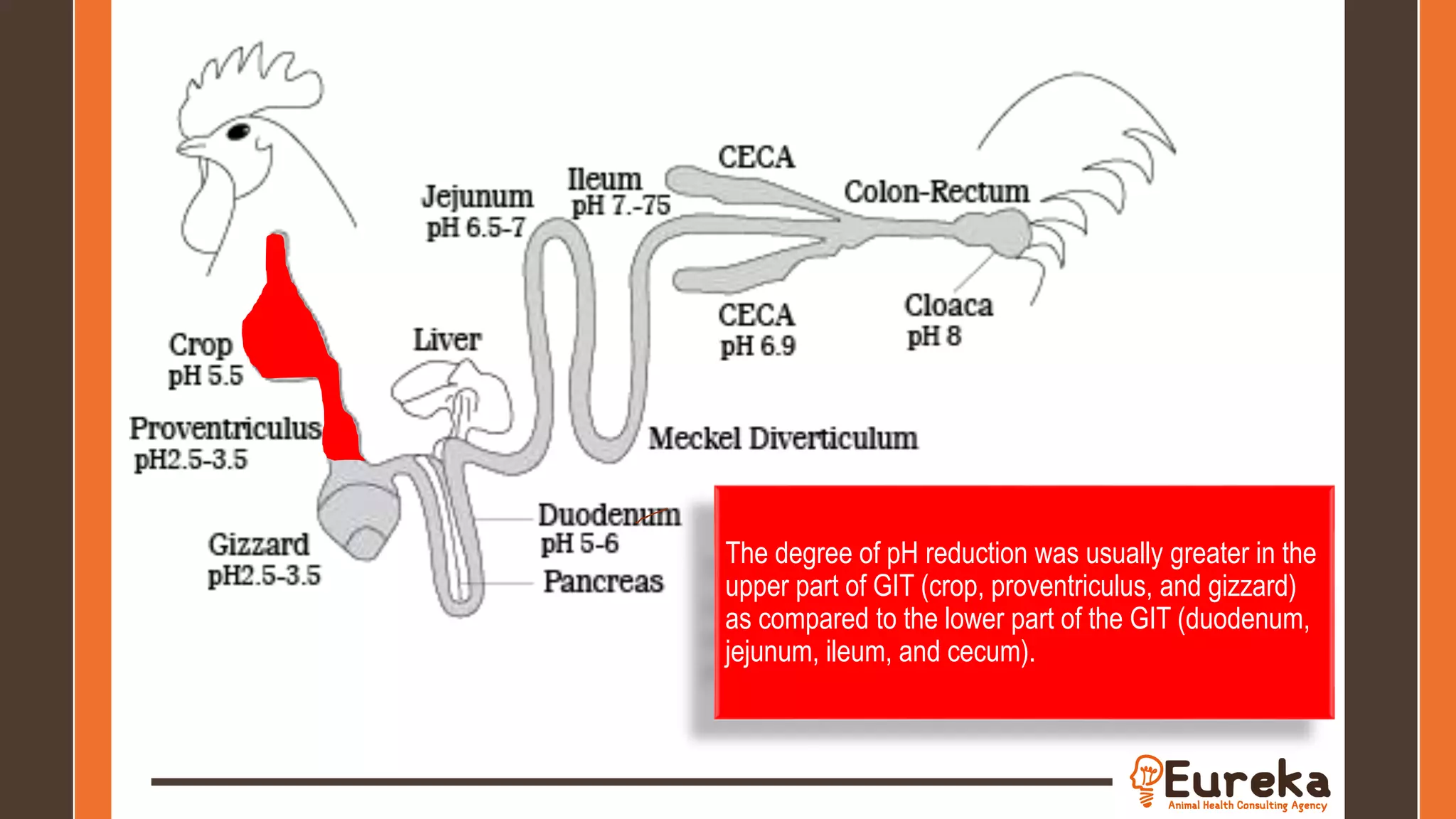 Application of Organic Acid in Poultry | PPTX