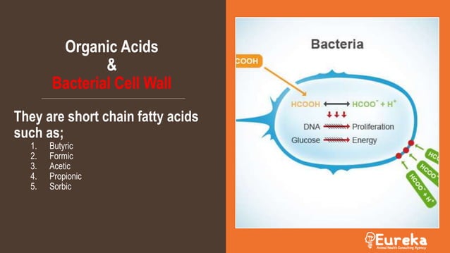 Application of Organic Acid in Poultry | PPTX