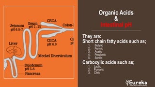 Application of Organic Acid in Poultry | PPTX