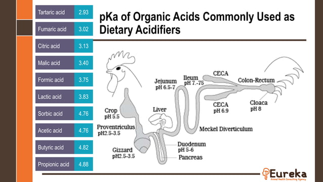 Application of Organic Acid in Poultry | PPTX