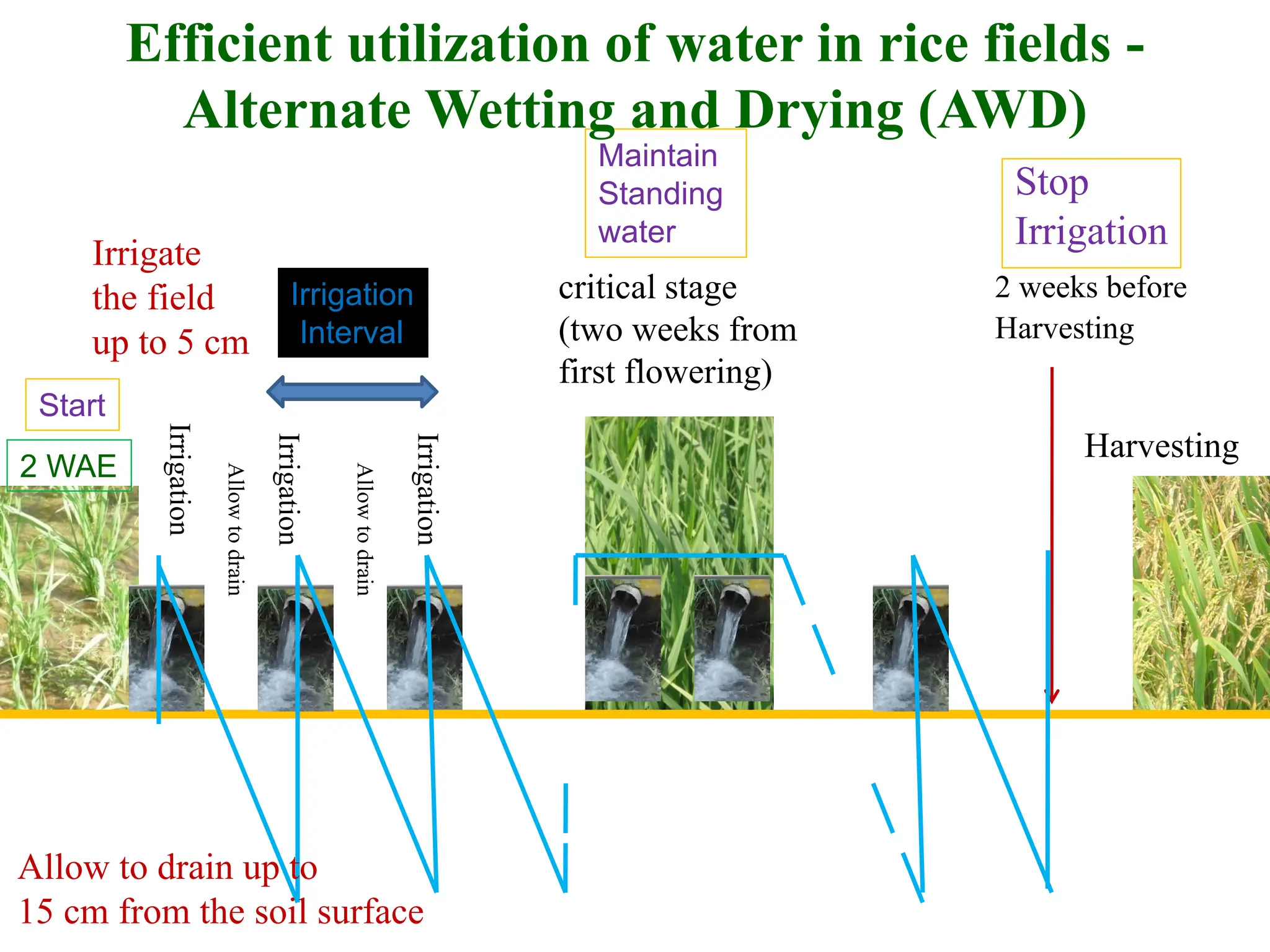 Alternate Wetting and Drying - Climate Smart Agriculture | PDF