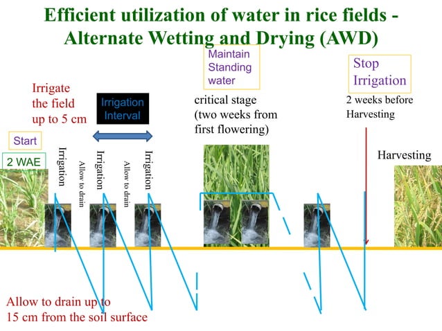 Alternate Wetting and Drying - Climate Smart Agriculture | PDF | Agriculture | Industries