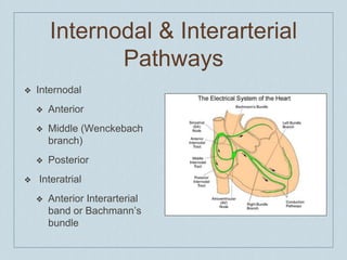 01-BasicCardiology.ppt