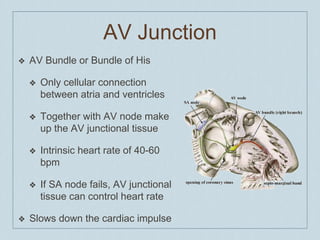 01-BasicCardiology.ppt
