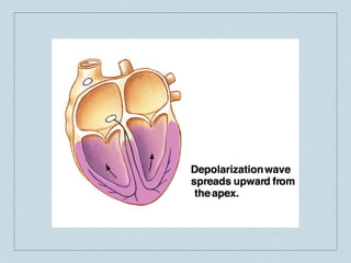 01-BasicCardiology.ppt