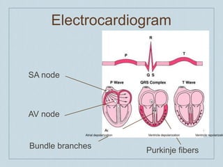 01-BasicCardiology.ppt