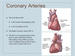 01-BasicCardiology.ppt