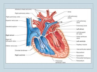 01-BasicCardiology.ppt