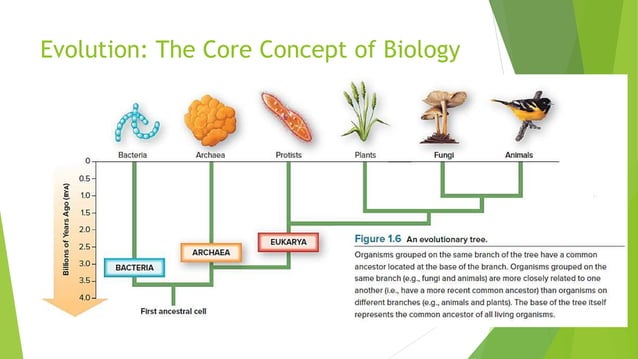 01 biology - characteristics of life | PPTX
