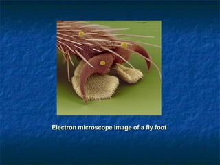 01 Cell Theory And Microcope | PPT | Biological Sciences | Science