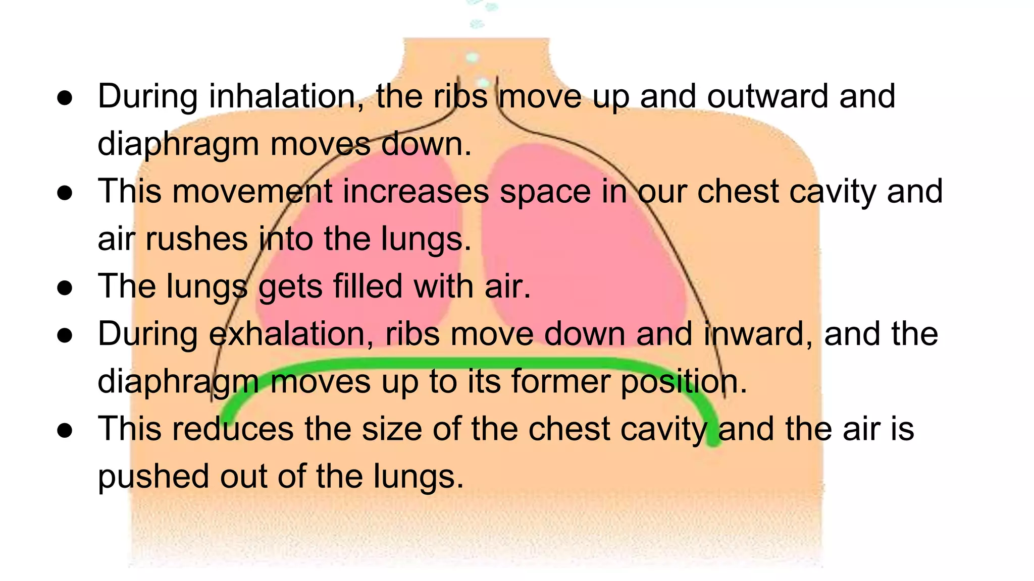 GRADE 7 CBSE CHAPTER 10 RESPIRATION IN ORGANISMS | PPTX