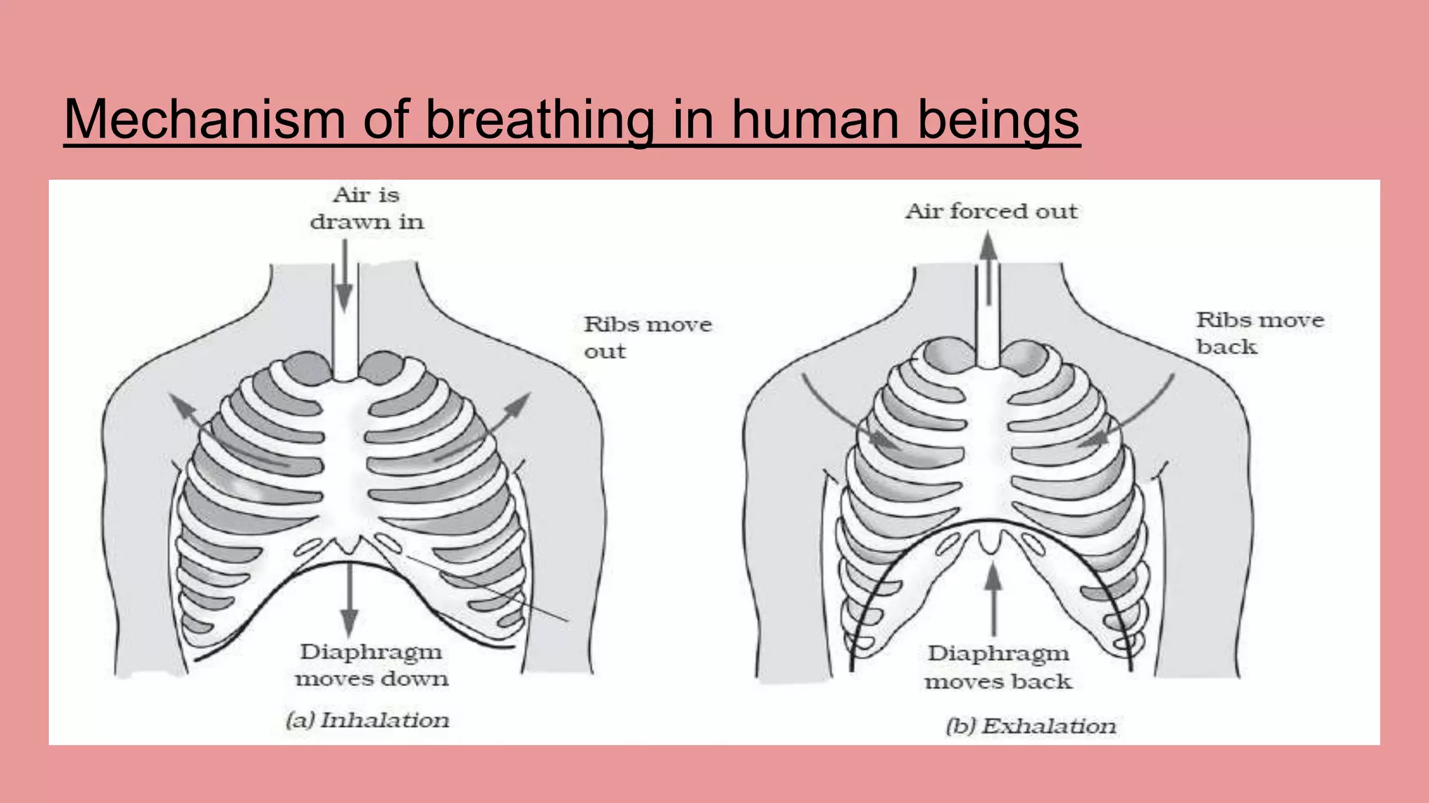 GRADE 7 CBSE CHAPTER 10 RESPIRATION IN ORGANISMS | PPTX