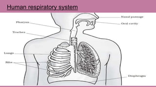 GRADE 7 CBSE CHAPTER 10 RESPIRATION IN ORGANISMS | PPTX