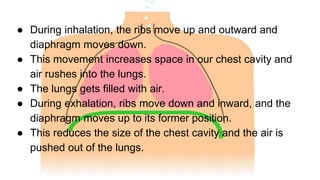 GRADE 7 CBSE CHAPTER 10 RESPIRATION IN ORGANISMS | PPTX