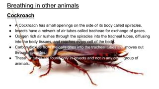 GRADE 7 CBSE CHAPTER 10 RESPIRATION IN ORGANISMS | PPTX