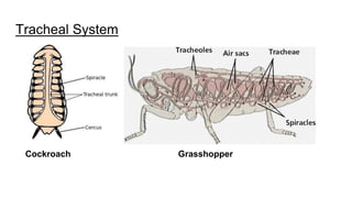 GRADE 7 CBSE CHAPTER 10 RESPIRATION IN ORGANISMS | PPTX