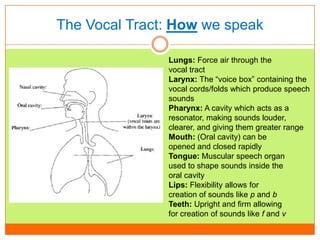 Origins of Language and Language and the Brain | PPTX