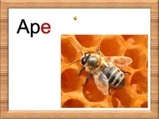 01 come pronunciare i suoni italiani-vocali | PPT