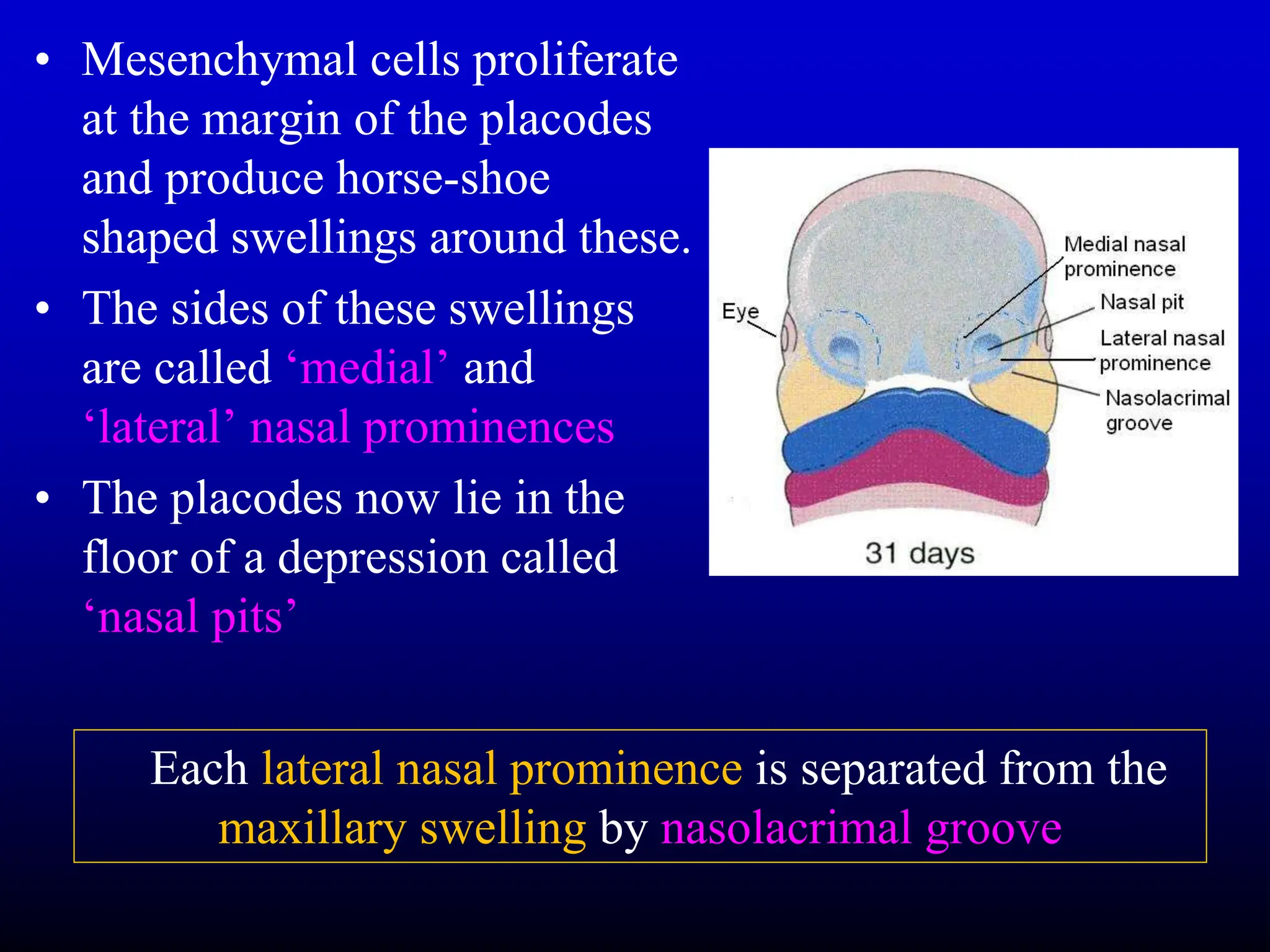 Development of Face, oral cavity and pharyngeal arches .ppt | Ear, Nose ...