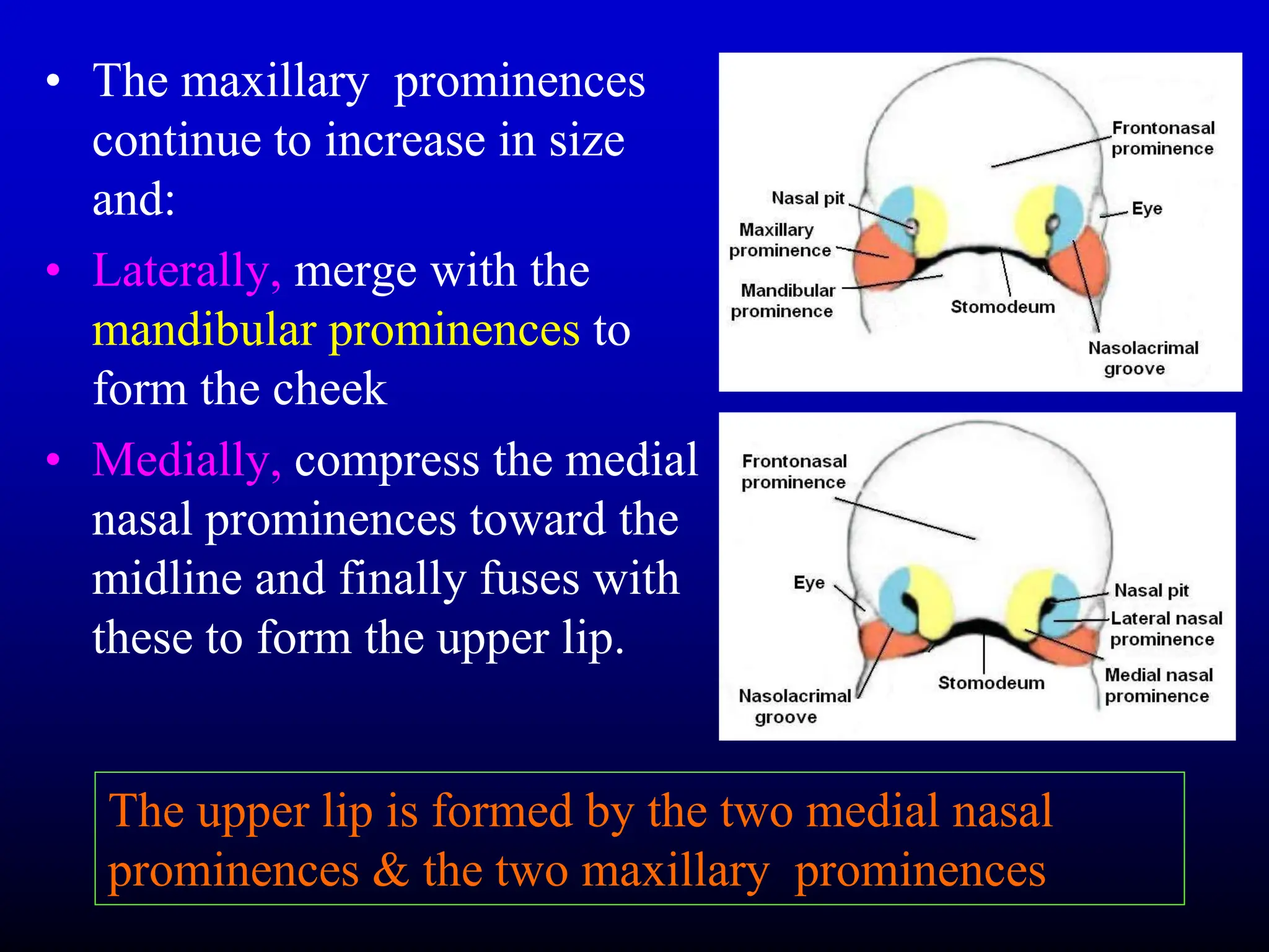 Development of Face, oral cavity and pharyngeal arches .ppt