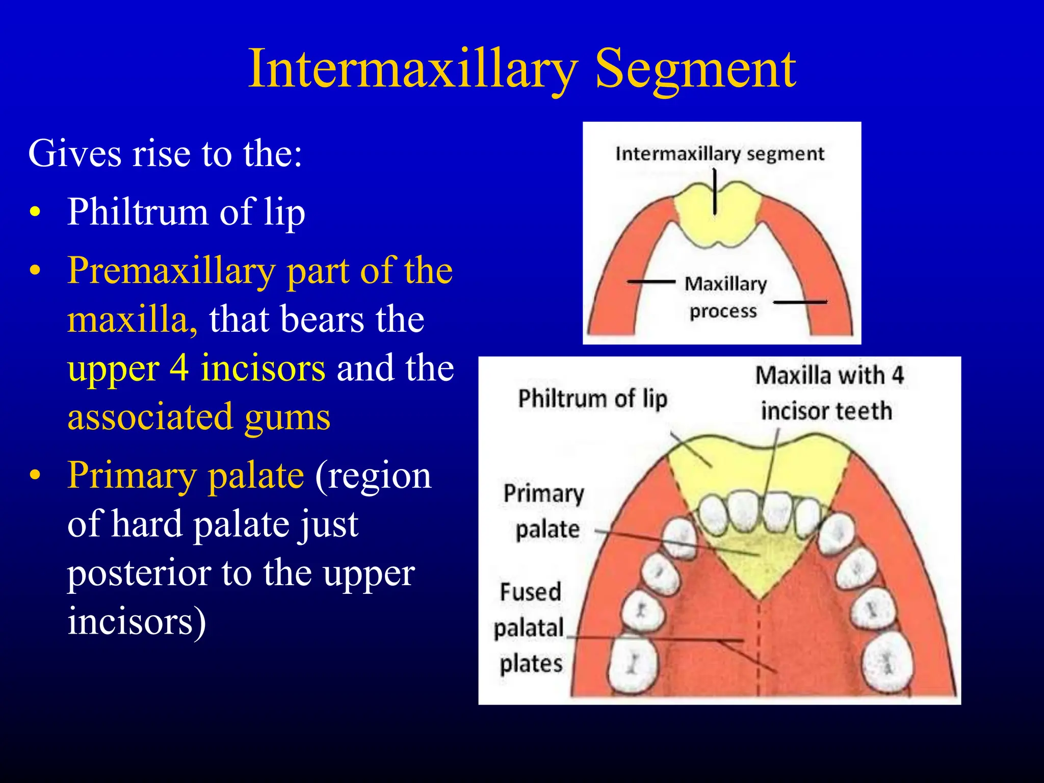 Development of Face, oral cavity and pharyngeal arches .ppt