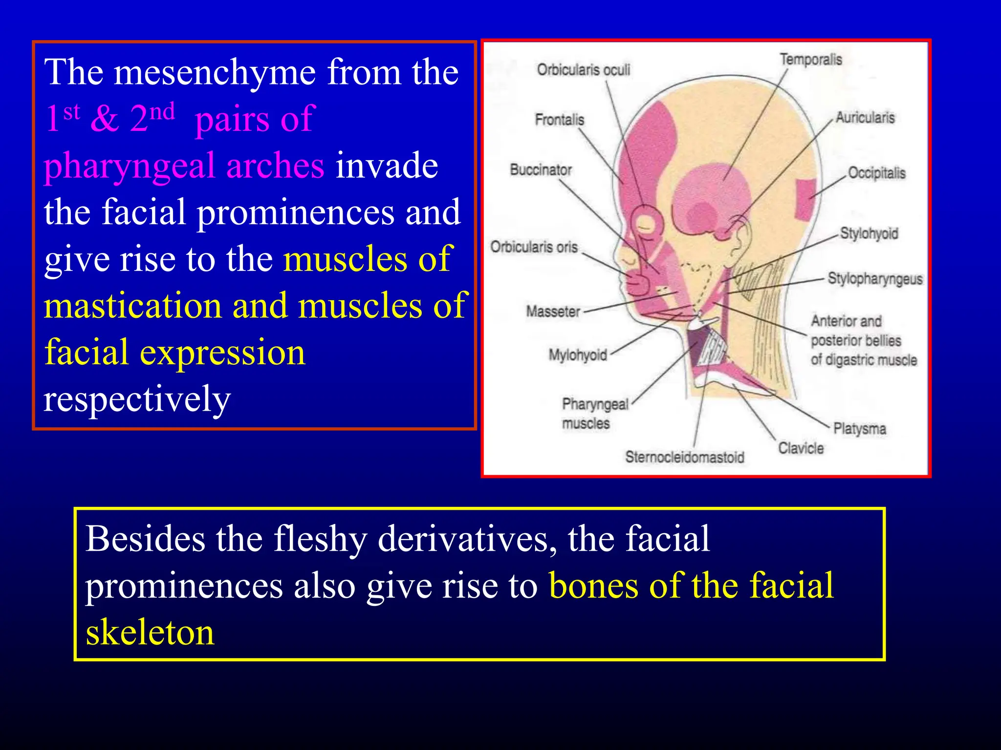Development of Face, oral cavity and pharyngeal arches .ppt