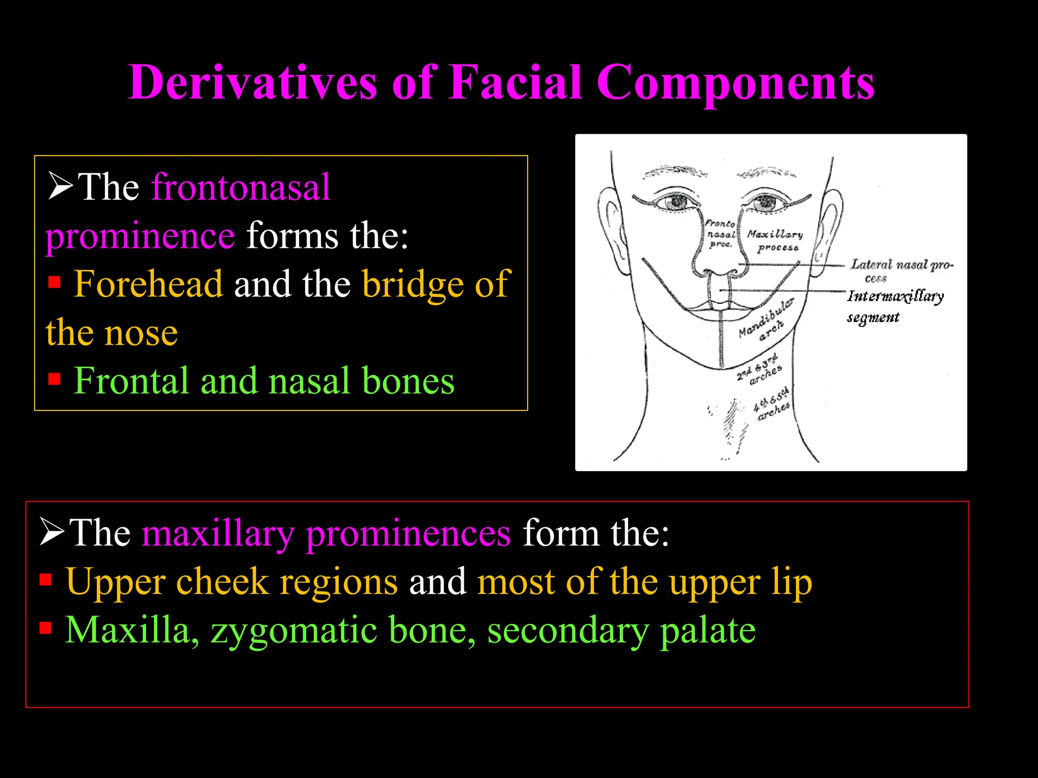 Development of Face, oral cavity and pharyngeal arches .ppt