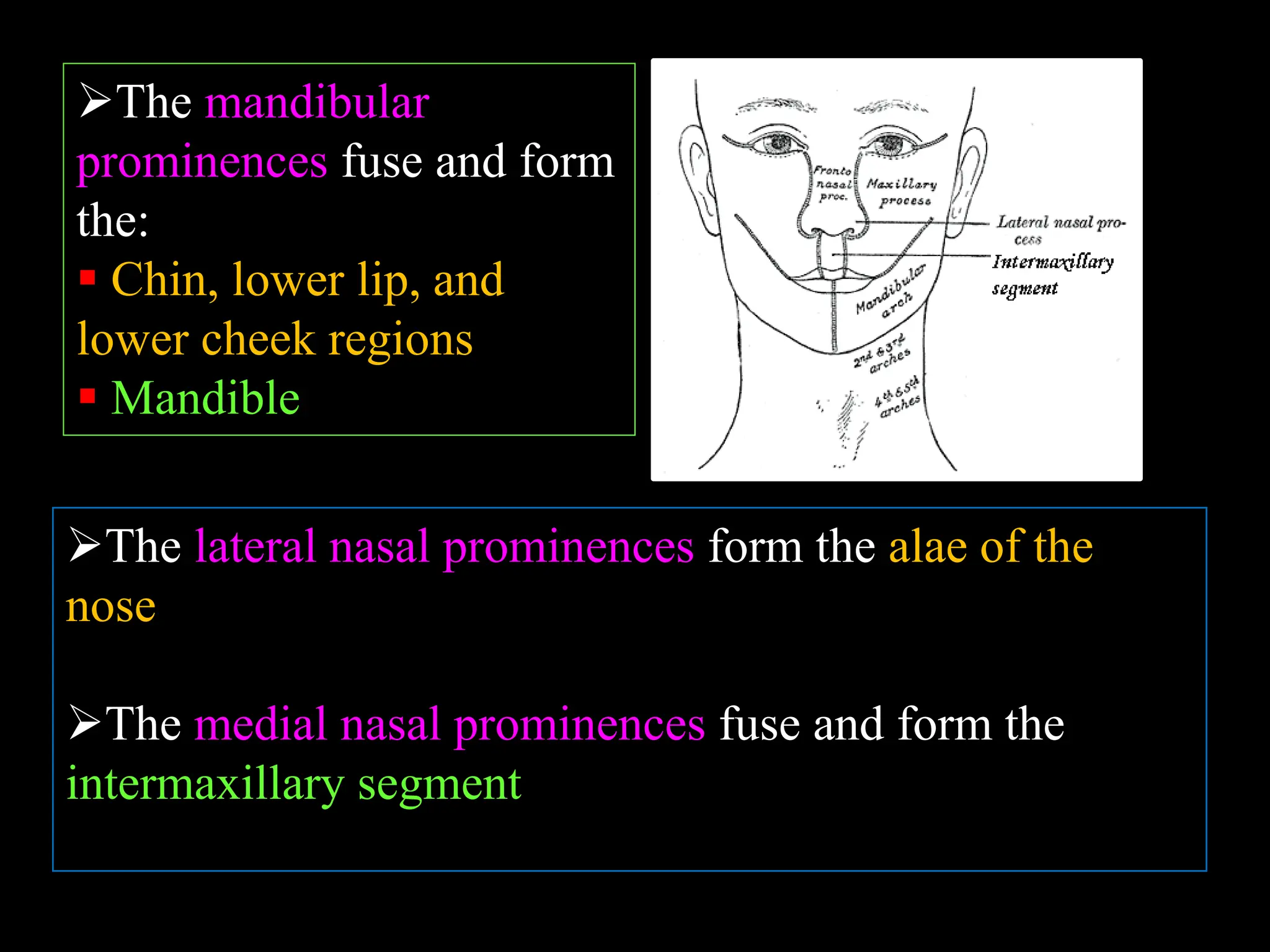 Development of Face, oral cavity and pharyngeal arches .ppt