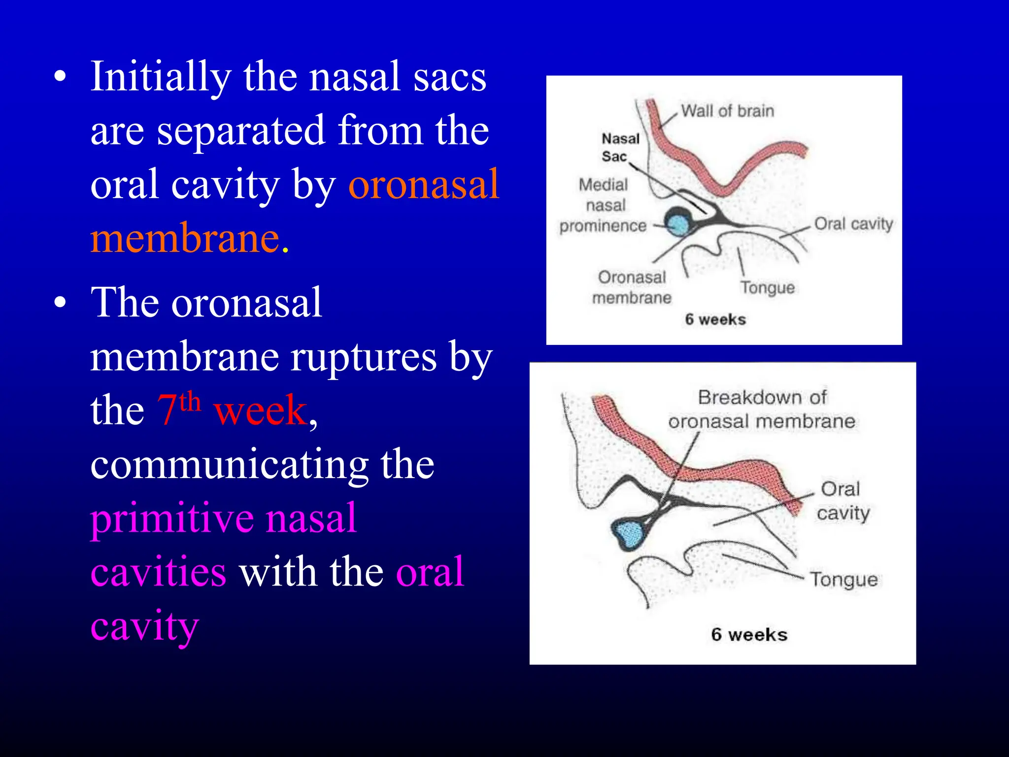 Development of Face, oral cavity and pharyngeal arches .ppt