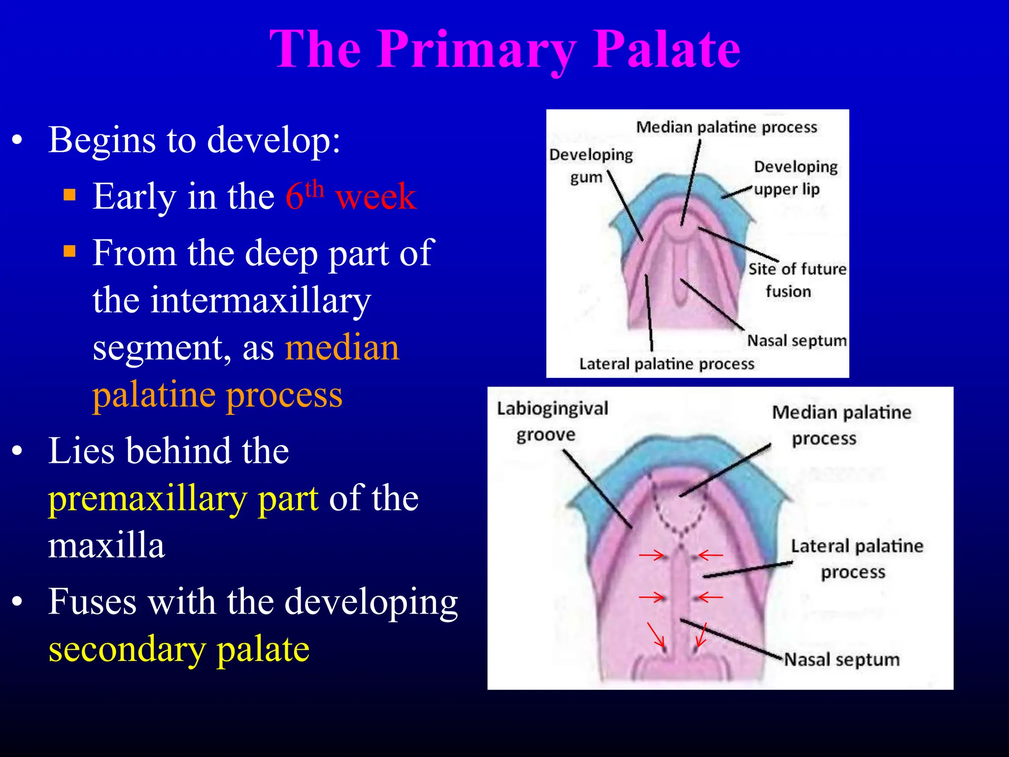 Development of Face, oral cavity and pharyngeal arches .ppt