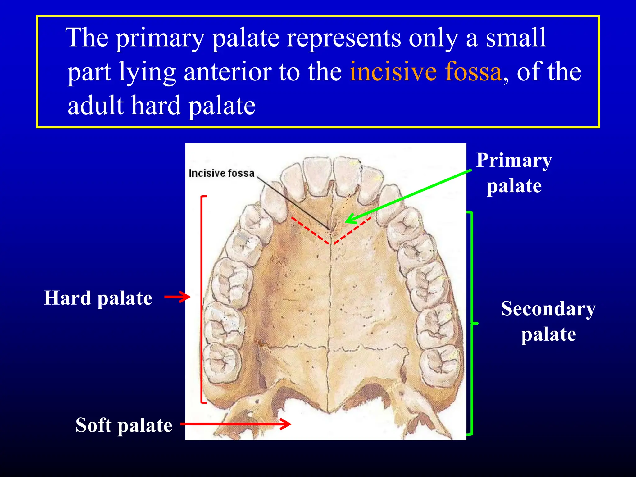 Development of Face, oral cavity and pharyngeal arches .ppt
