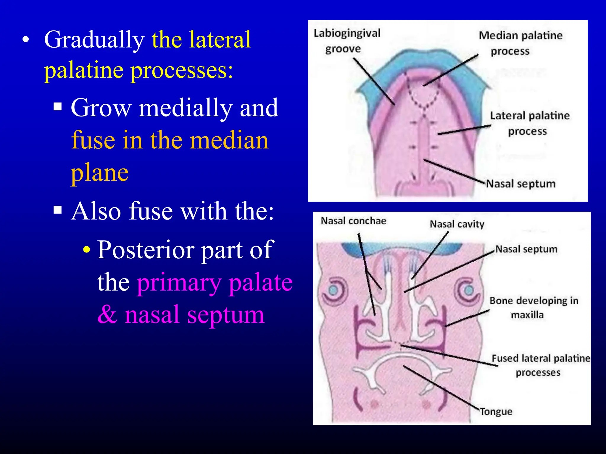 Development of Face, oral cavity and pharyngeal arches .ppt