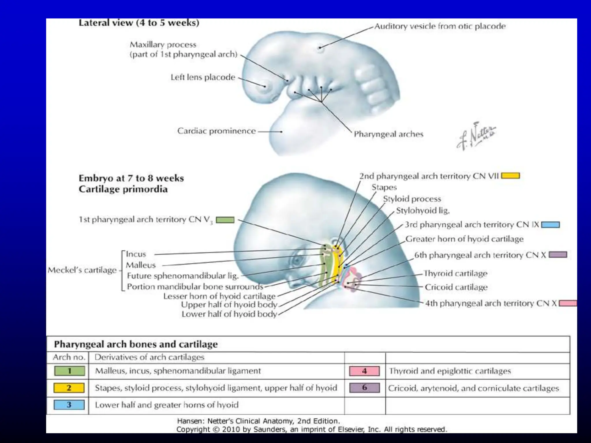 Development of Face, oral cavity and pharyngeal arches .ppt