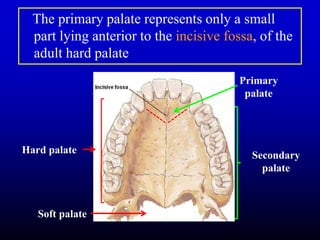 Development of Face, oral cavity and pharyngeal arches .ppt