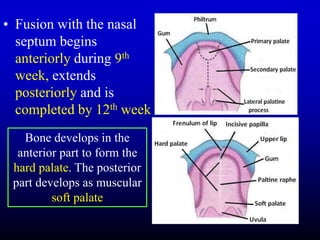 Development of Face, oral cavity and pharyngeal arches .ppt