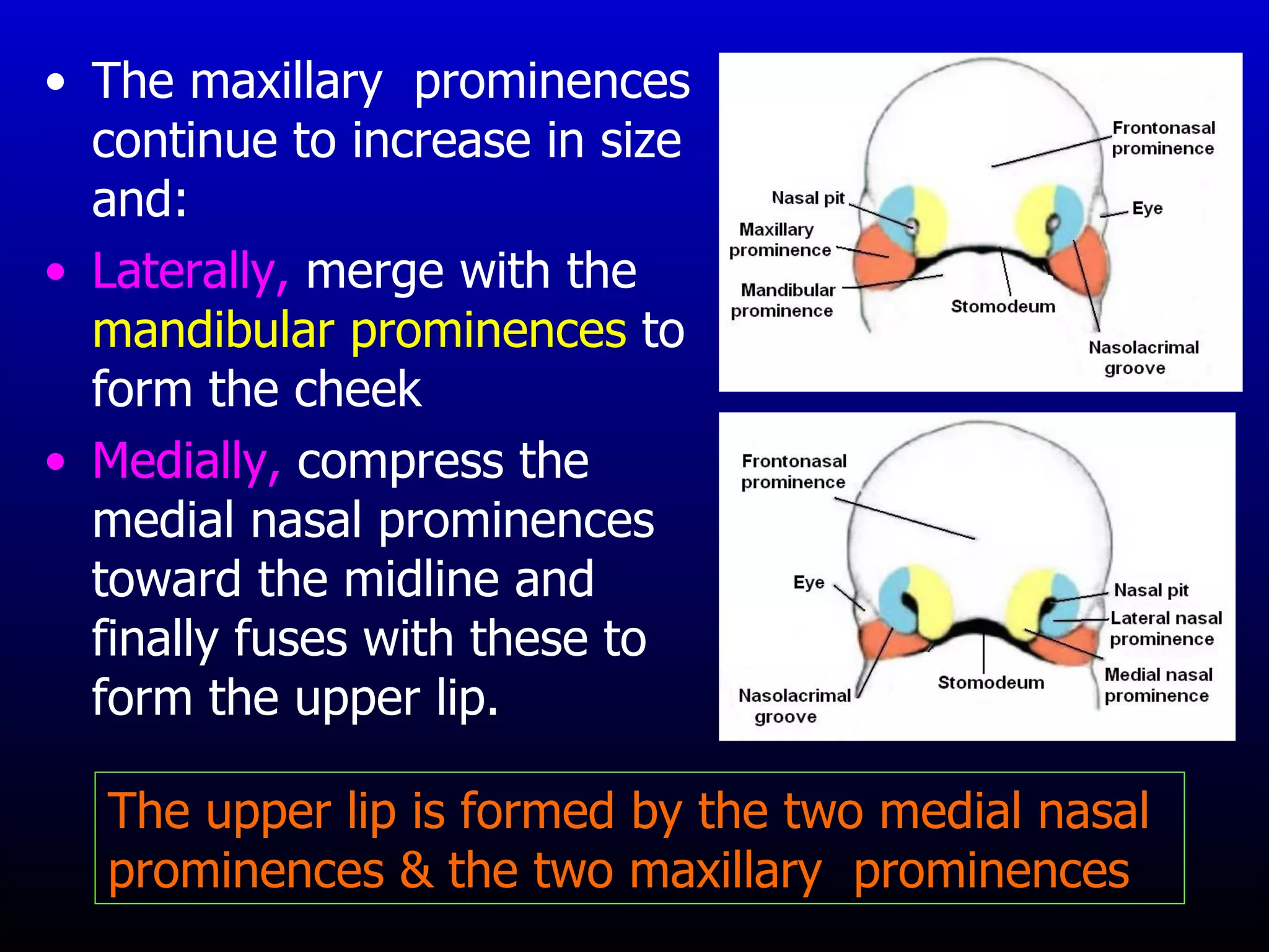 Development of the Face, Oral Cavity & Pharyngeal arches | PPT