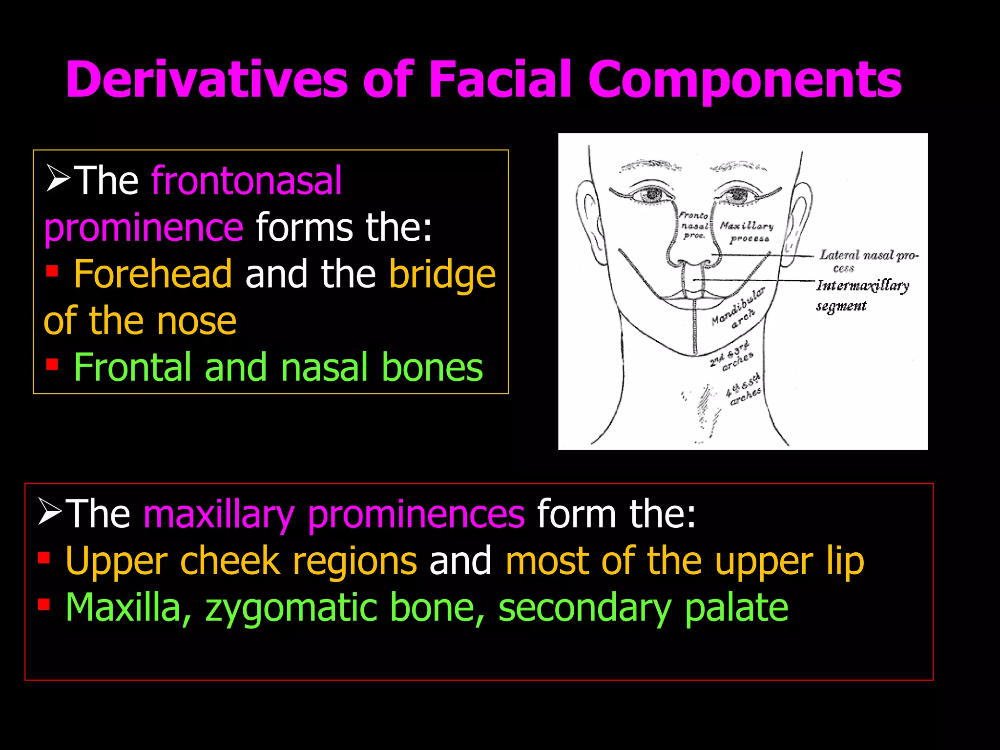 Development of the Face, Oral Cavity & Pharyngeal arches | PPT