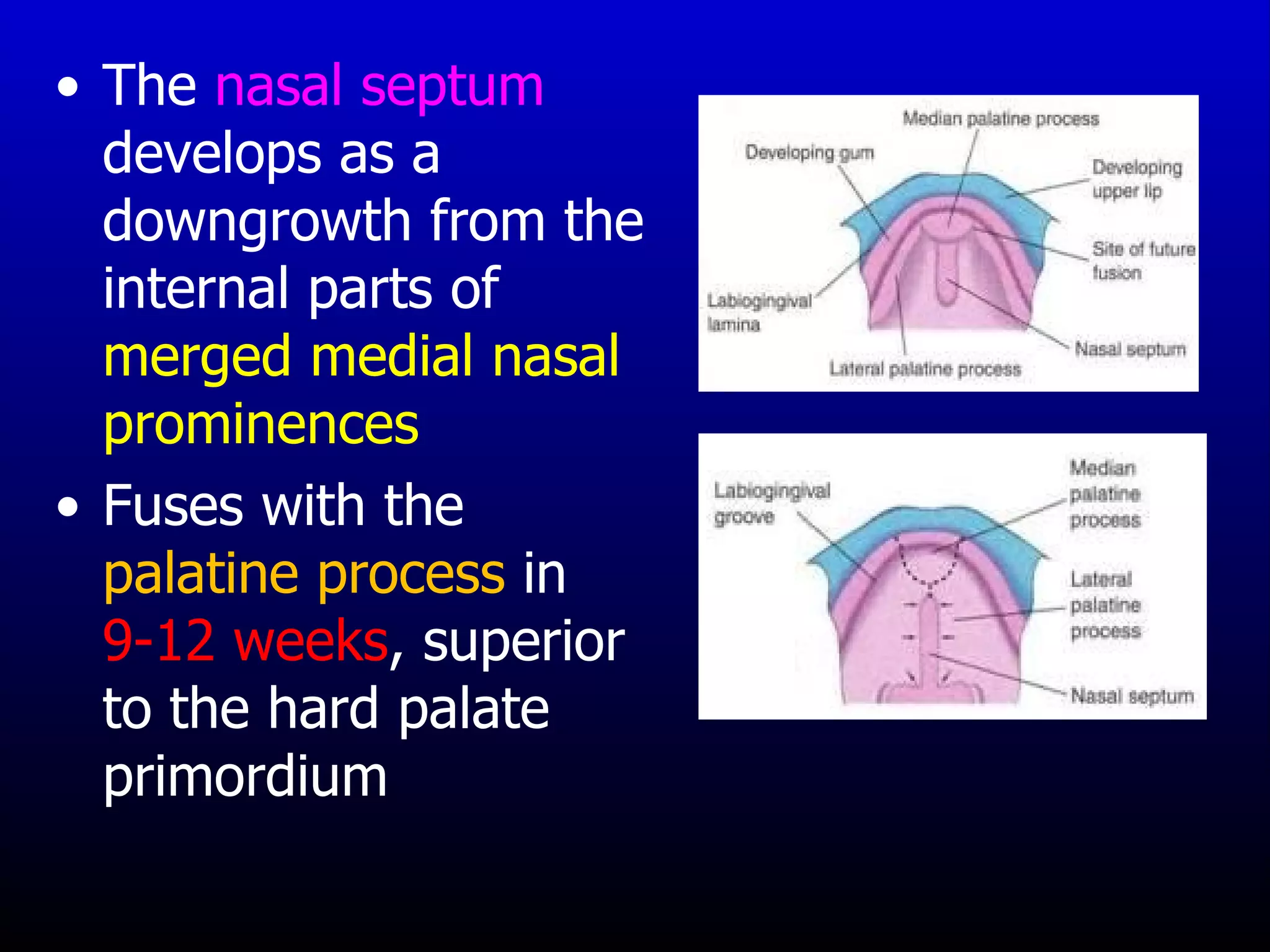 Development of the Face, Oral Cavity & Pharyngeal arches | PPT