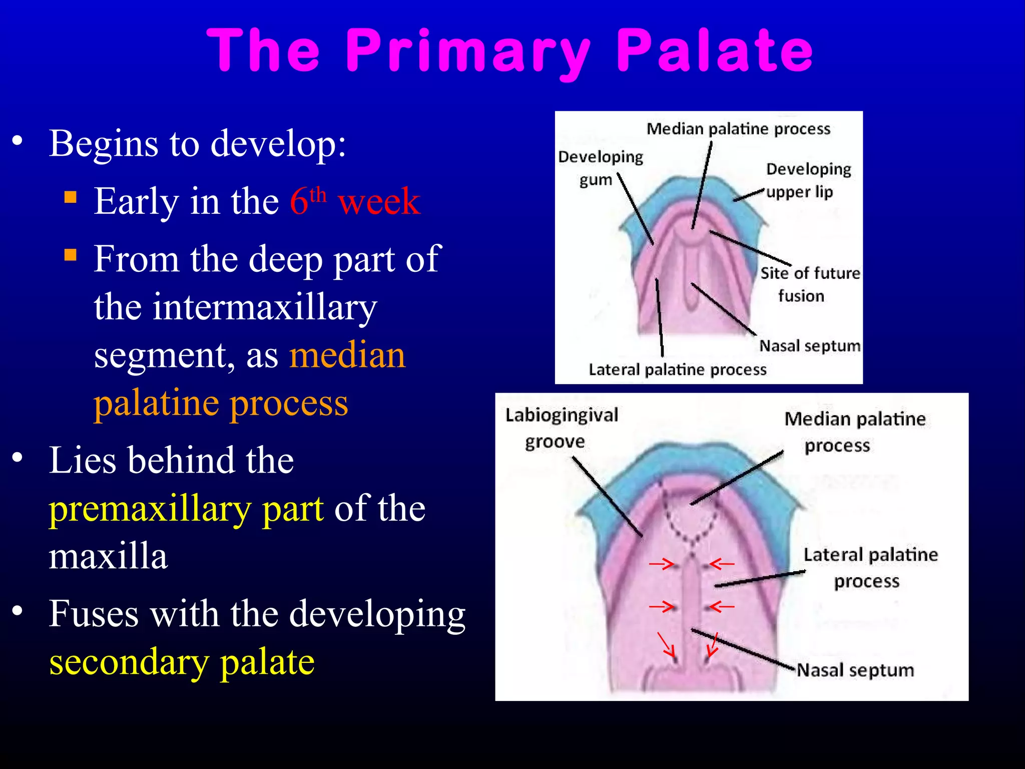 Development of the Face, Oral Cavity & Pharyngeal arches | PPT