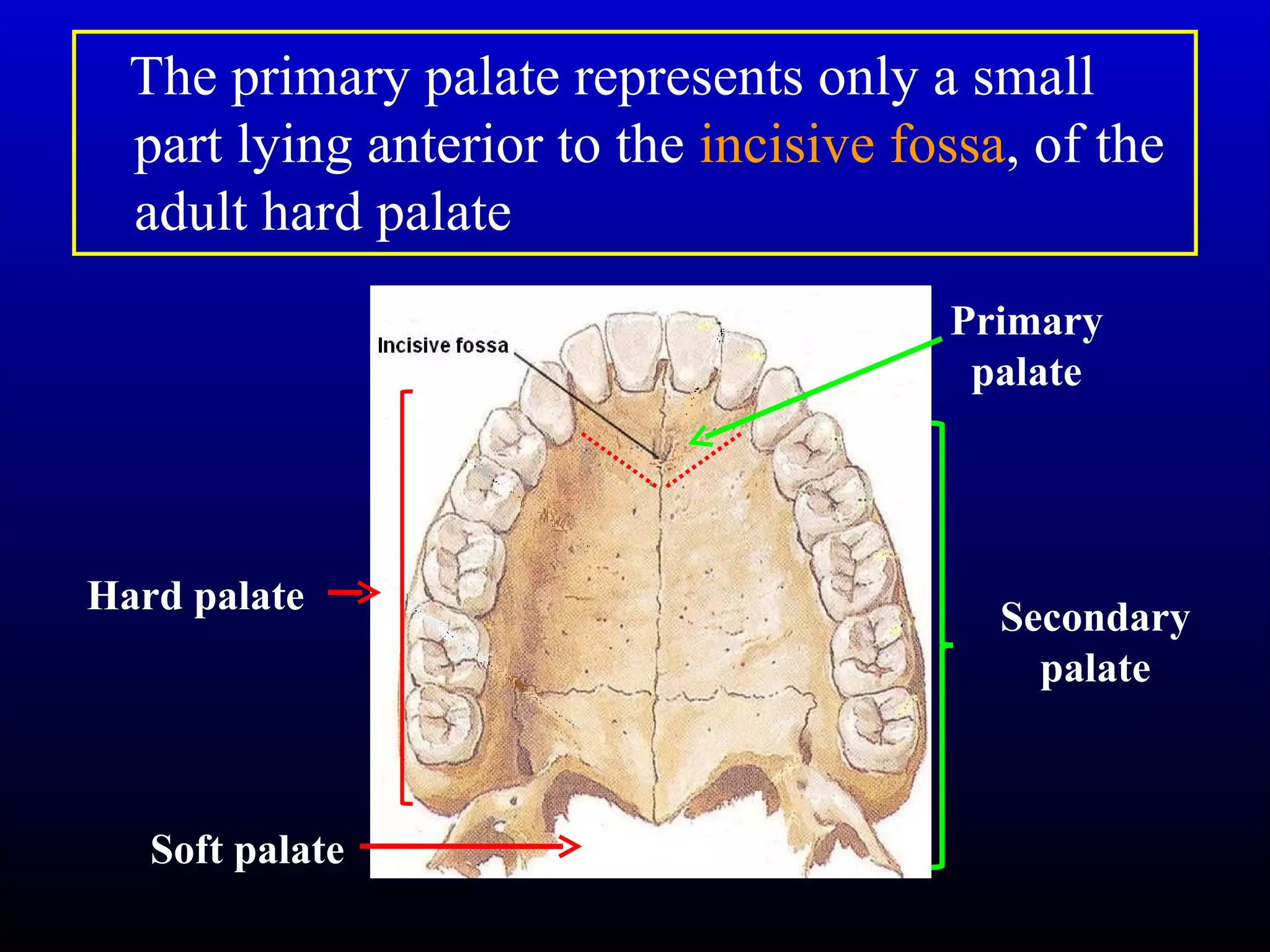 Development of the Face, Oral Cavity & Pharyngeal arches | PPT