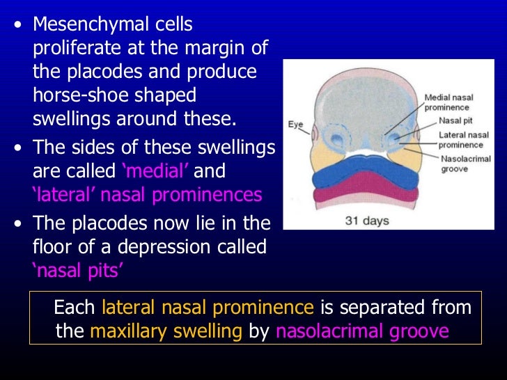Development of the Face, Oral Cavity & Pharyngeal arches