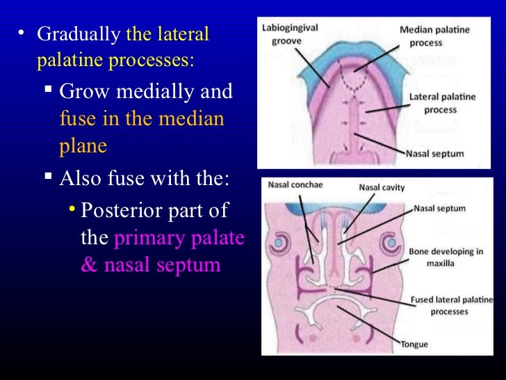 Development of the Face, Oral Cavity & Pharyngeal arches