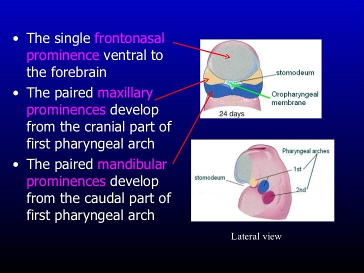 Development of the Face, Oral Cavity & Pharyngeal arches
