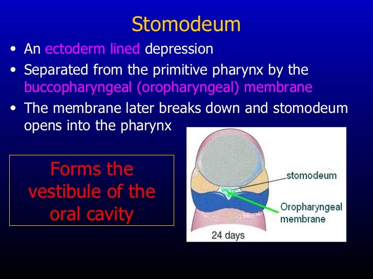Development of the Face, Oral Cavity & Pharyngeal arches