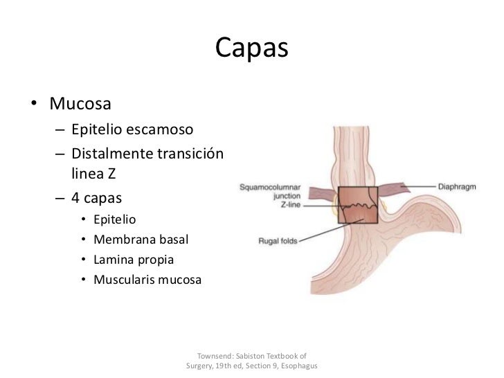 Esofago, Embriologia, Anatomía y Fisiología