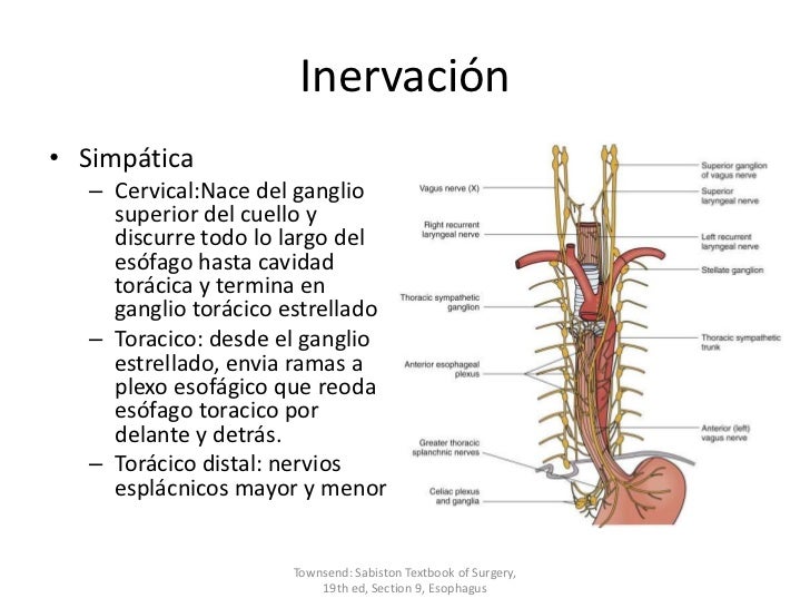Esofago, Embriologia, Anatomía y Fisiología
