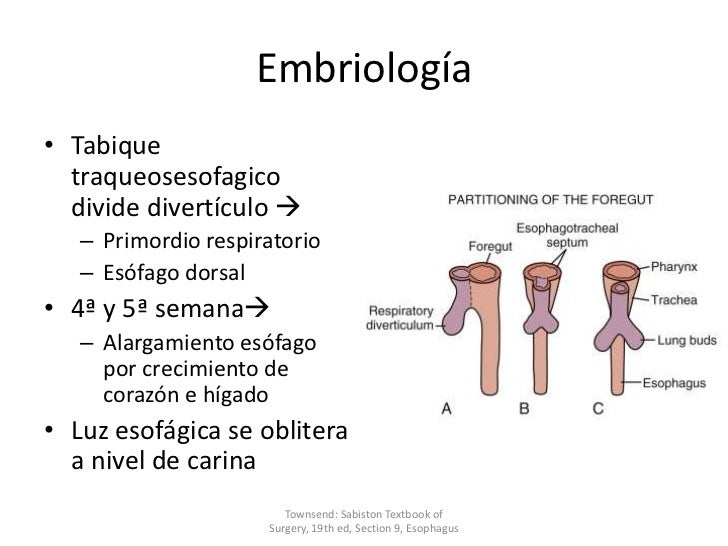 Esofago, Embriologia, Anatomía y Fisiología
