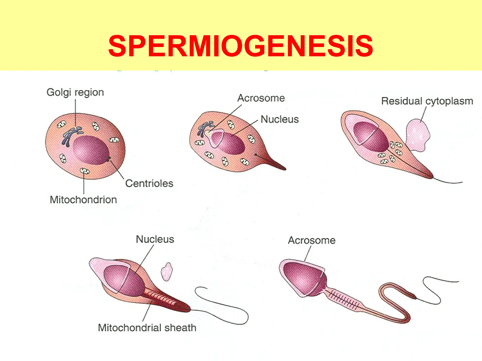 01-Gametogenesis oogenesis spermatogenesis.ppt