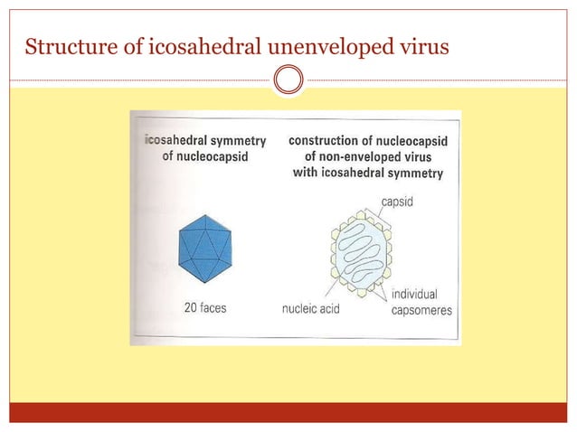 01- General structure and classification of viruses1.pptx